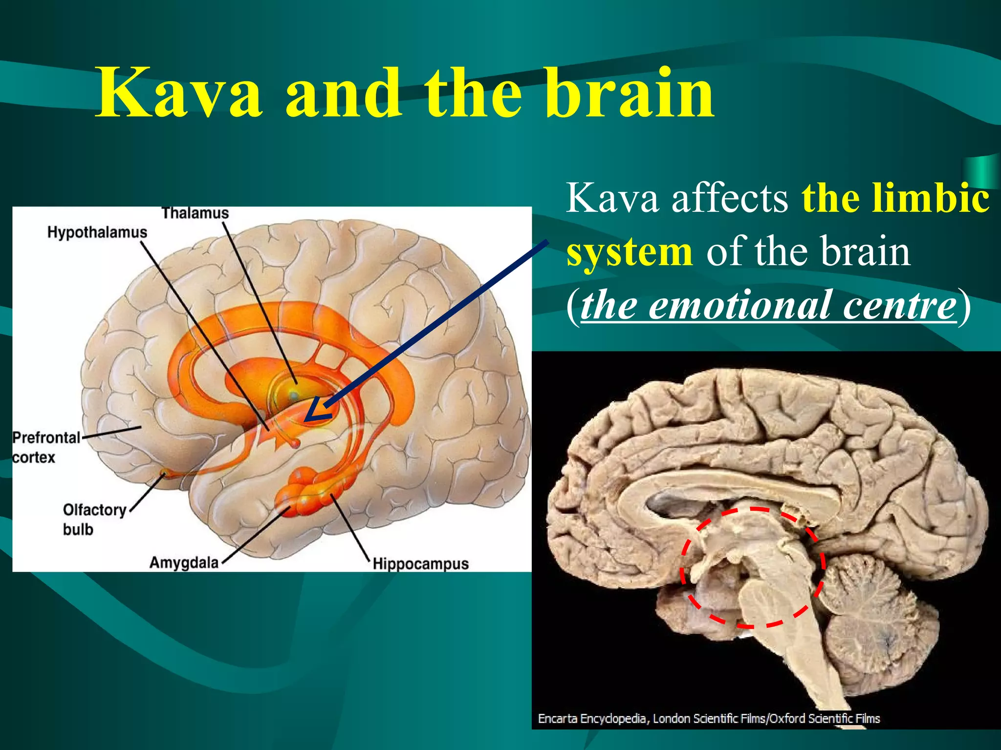 Kava & health | PPT