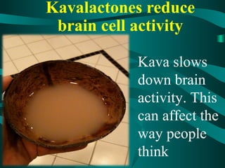 Kava & health | PPT