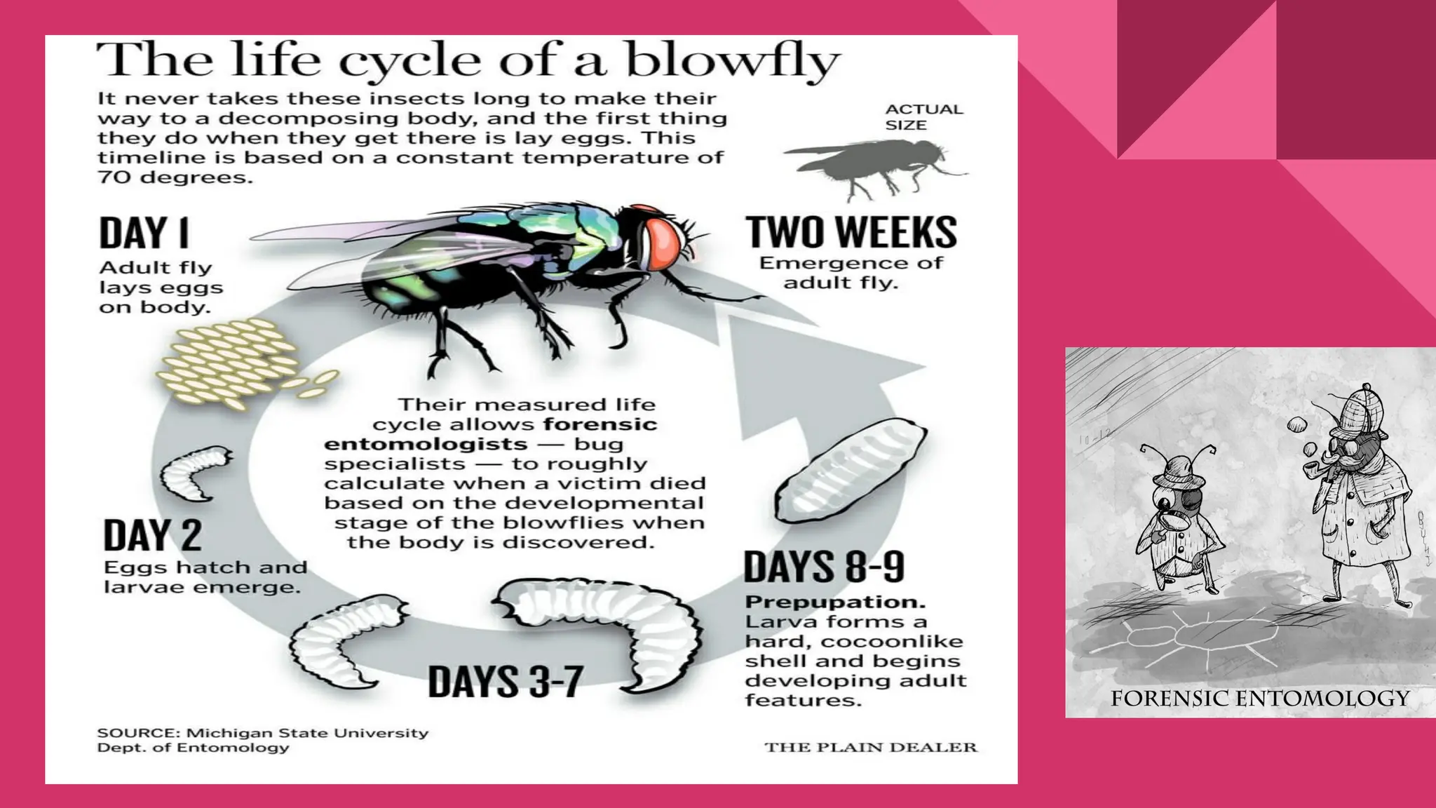 Forensic Entomology and insects & their lifecycles.pptx