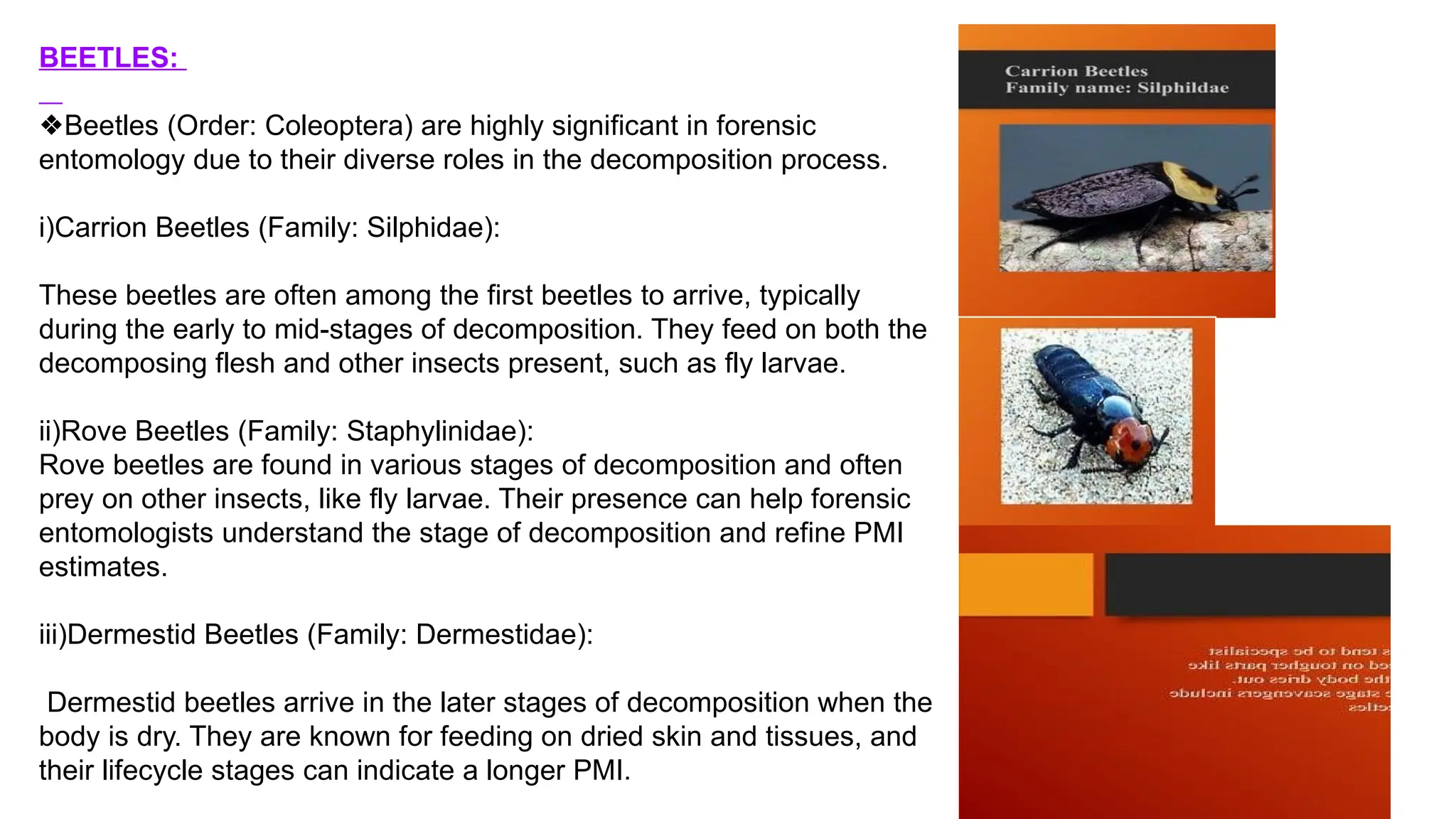 Forensic Entomology and insects & their lifecycles.pptx