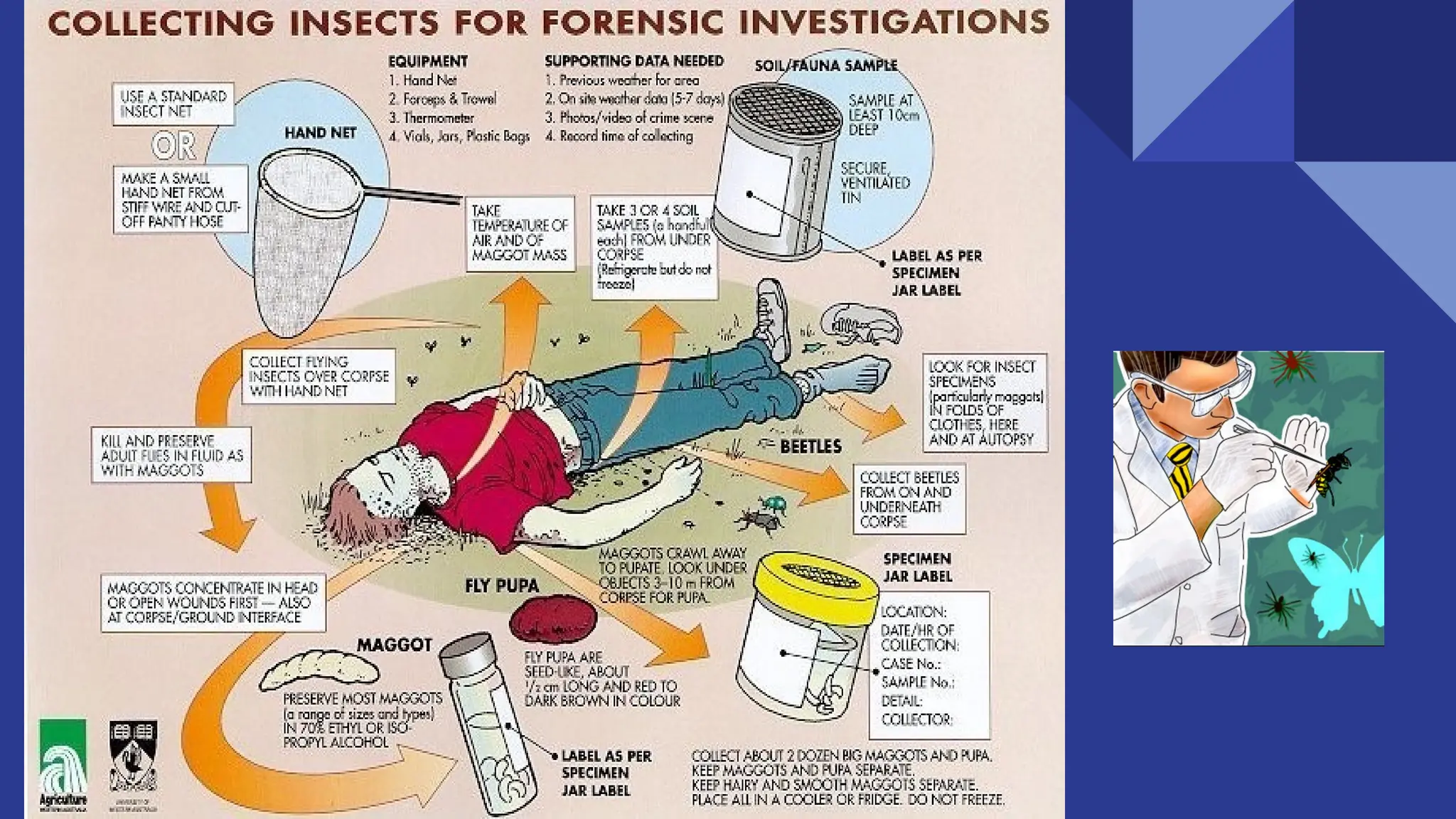 Forensic Entomology and insects & their lifecycles.pptx