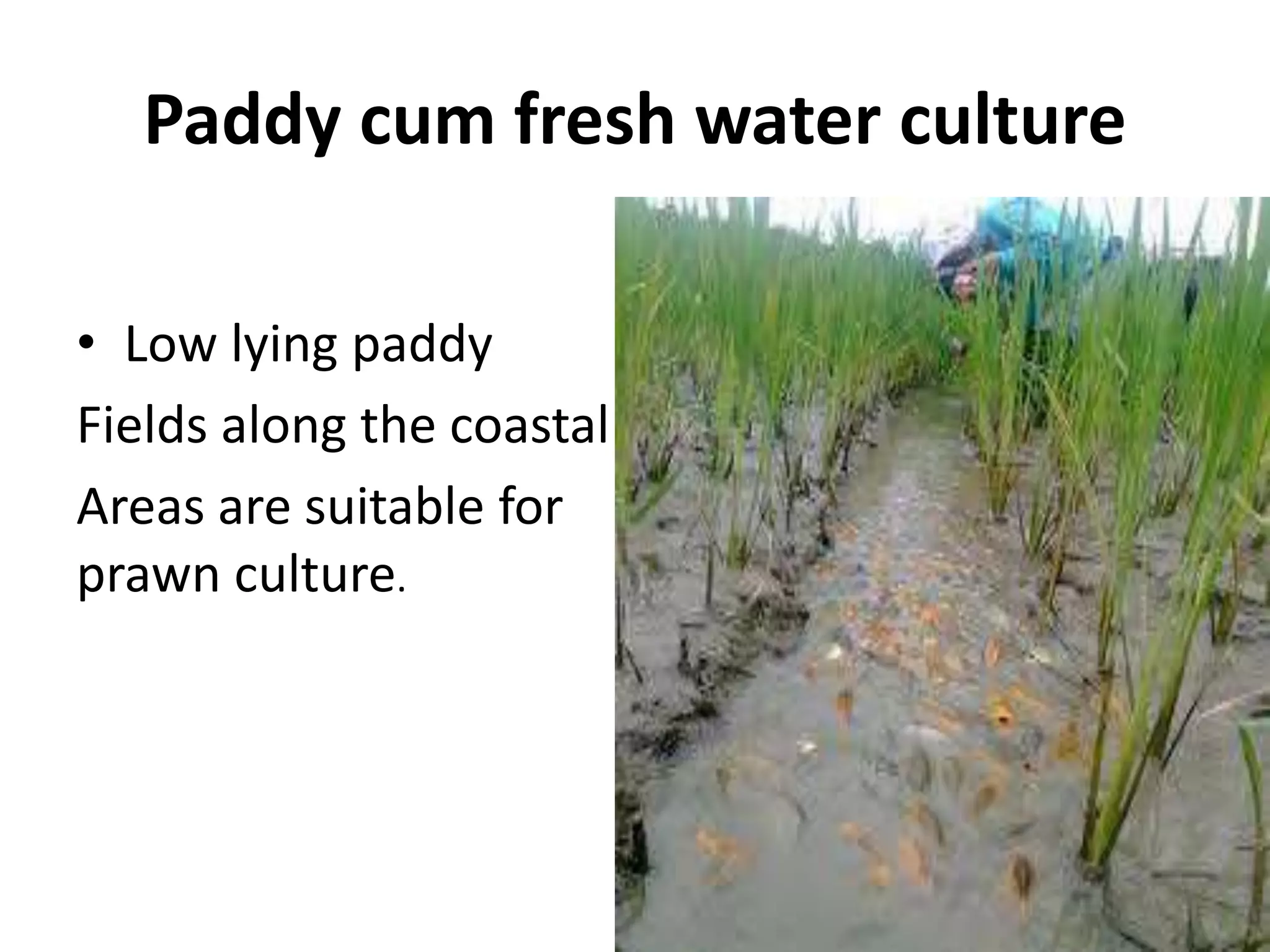 prawn culture | PPTX