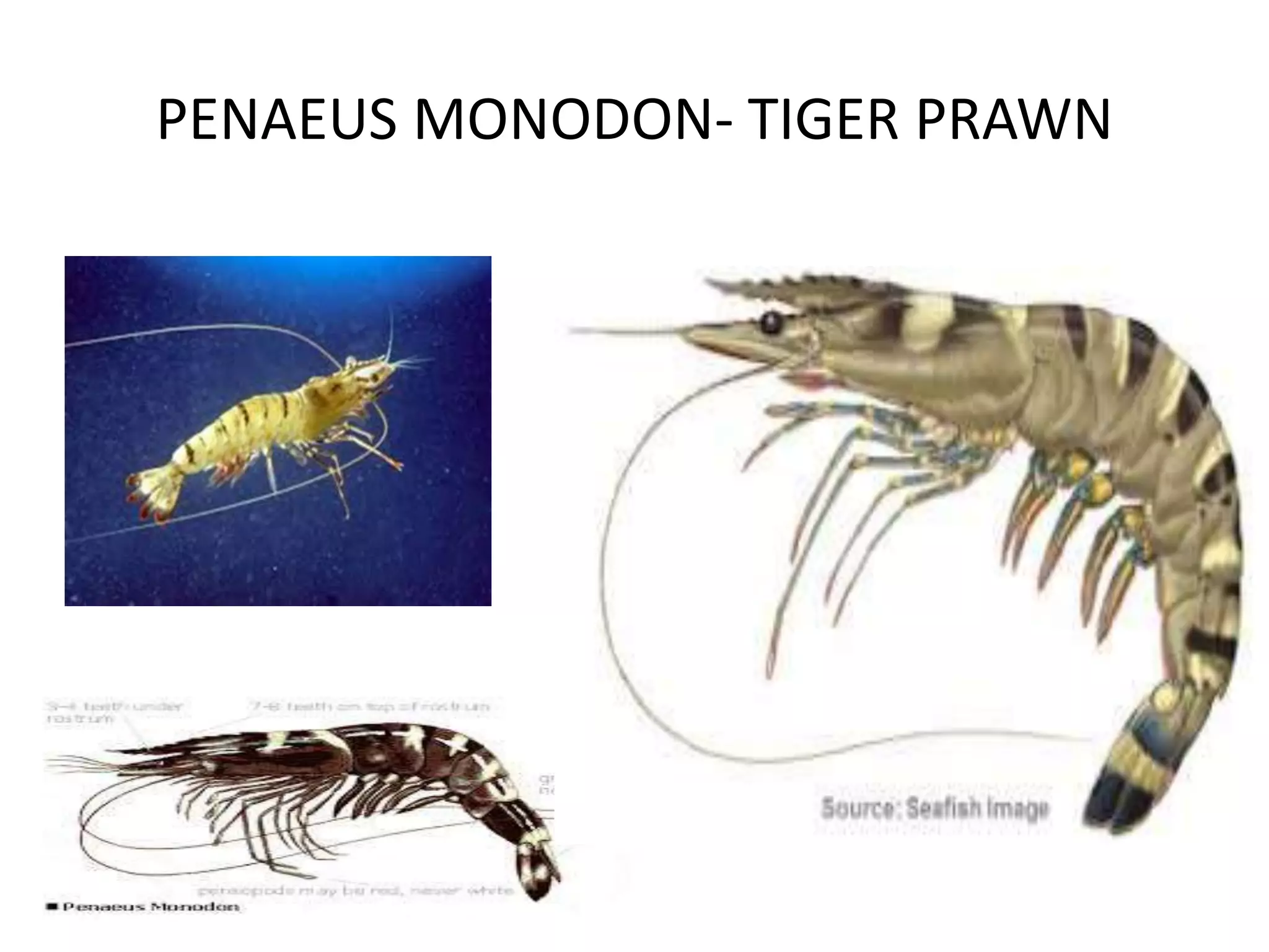 prawn culture | PPTX