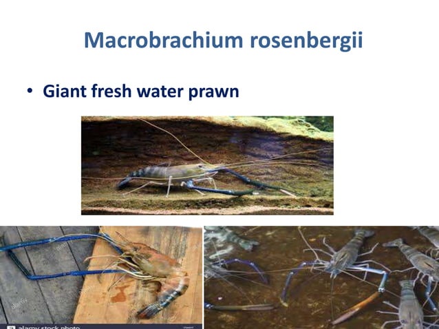 prawn culture | PPTX