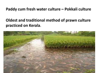 prawn culture | PPTX