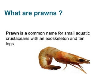 prawn culture | PPTX