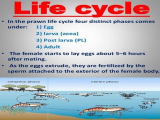 prawn culture | PPTX