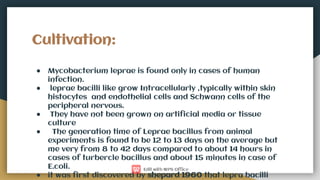 Morphology, laboratory diagnosis of Mycobacterium leprae | PPT