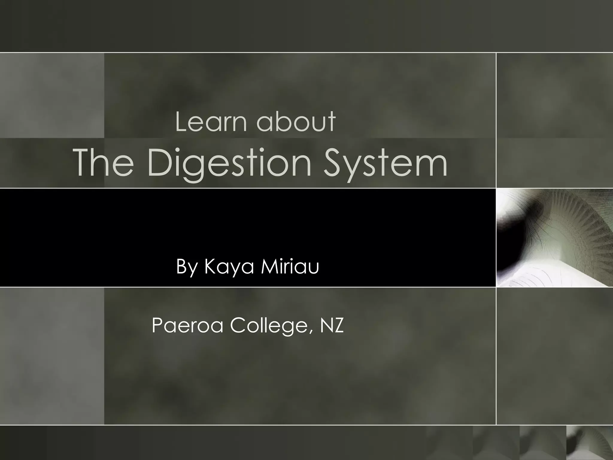 The Digestive System | PPT