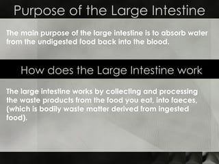 The Digestive System | PPT