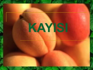 Kayisi | PPT