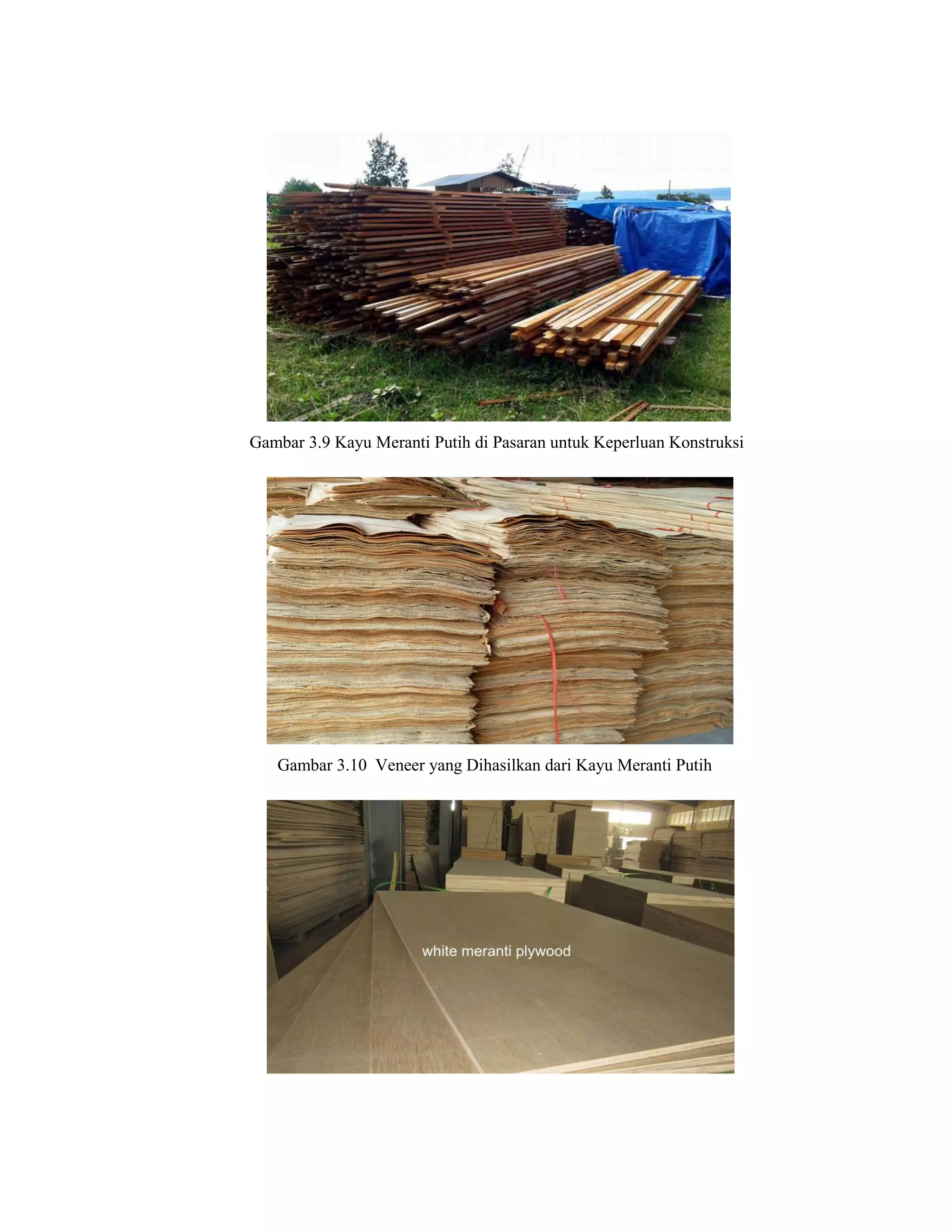 Struktur Kayu - Meranti Putih | PDF