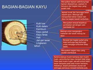 Pengertian Kayu | PPTX