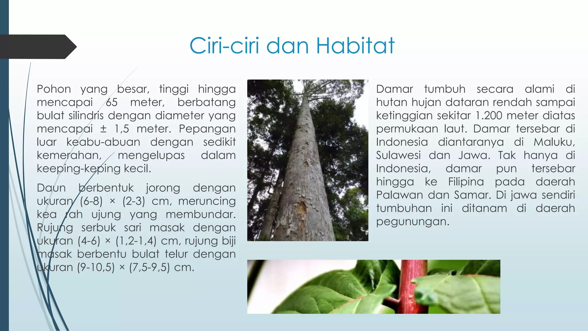 Kayu damar (Konstruksi Kayu) | PPTX