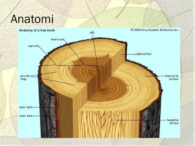 Anatomi Tumbuhan - Kayu Galih dan Kayu Suban.pptx