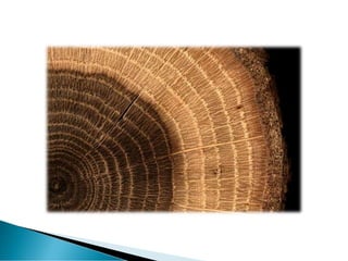 Kayu Kelapa untuk interior dan praktek kerja kayu.pdf