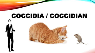 TISSUES PROTOZOANS (TOXOPLASMOSIS and ACANTHAMOEBIASIS) | PPT