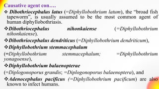 DIPHYLOBOTHRIASIS | PPTX