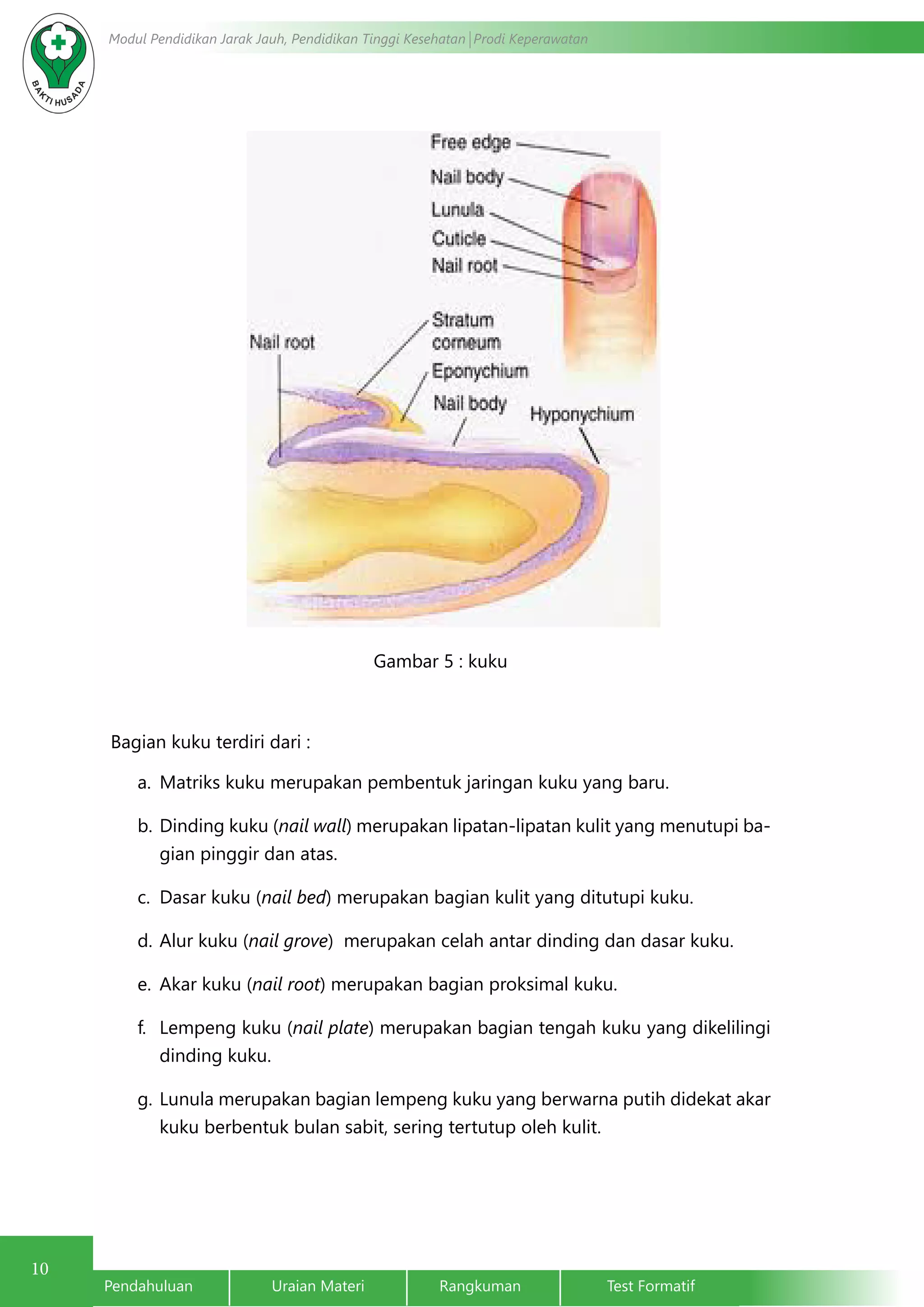 Anatomi Fisiologi Sistem Integumen dan Muskuloskeletal | PDF