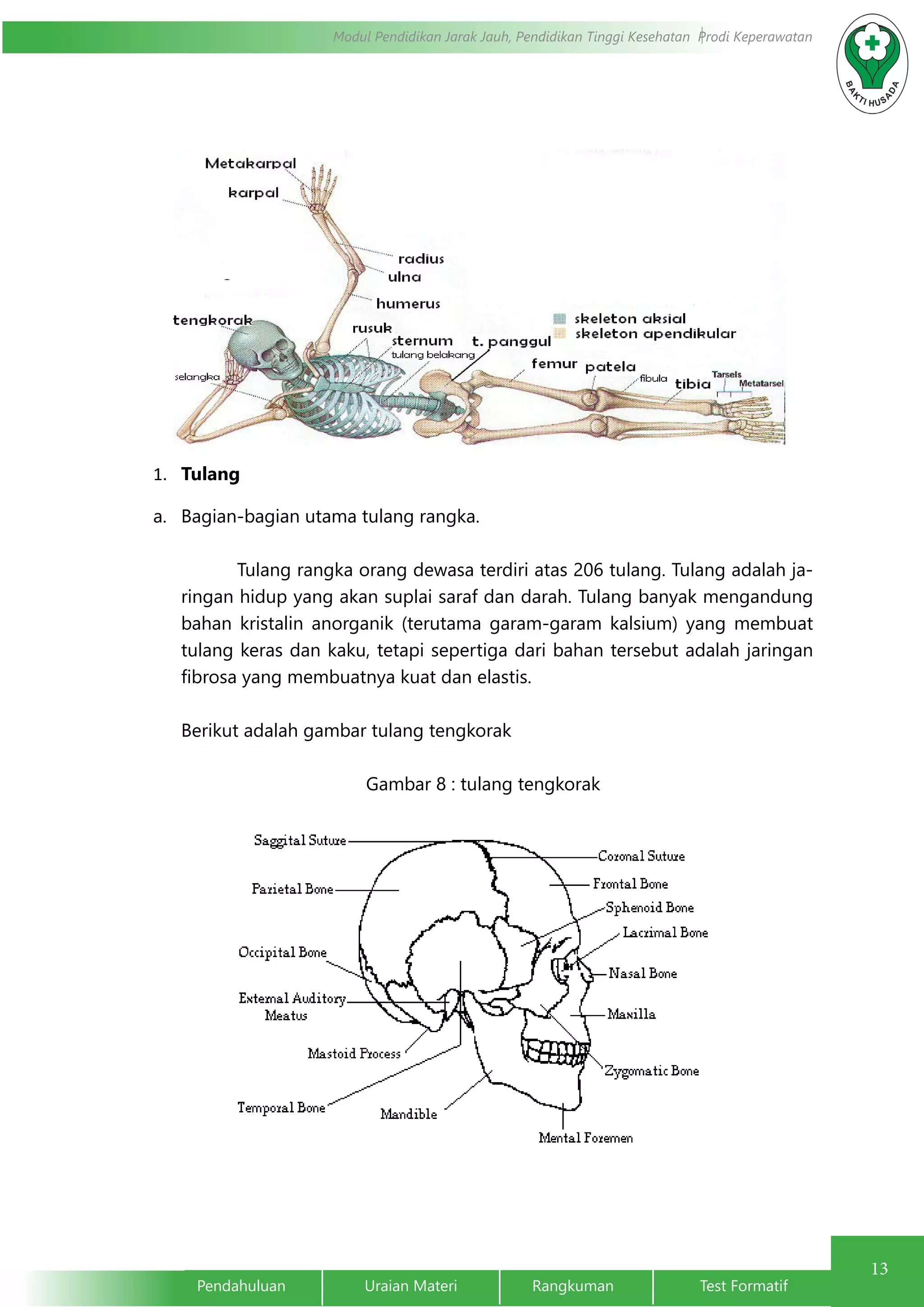 Anatomi Fisiologi Sistem Integumen dan Muskuloskeletal | PDF