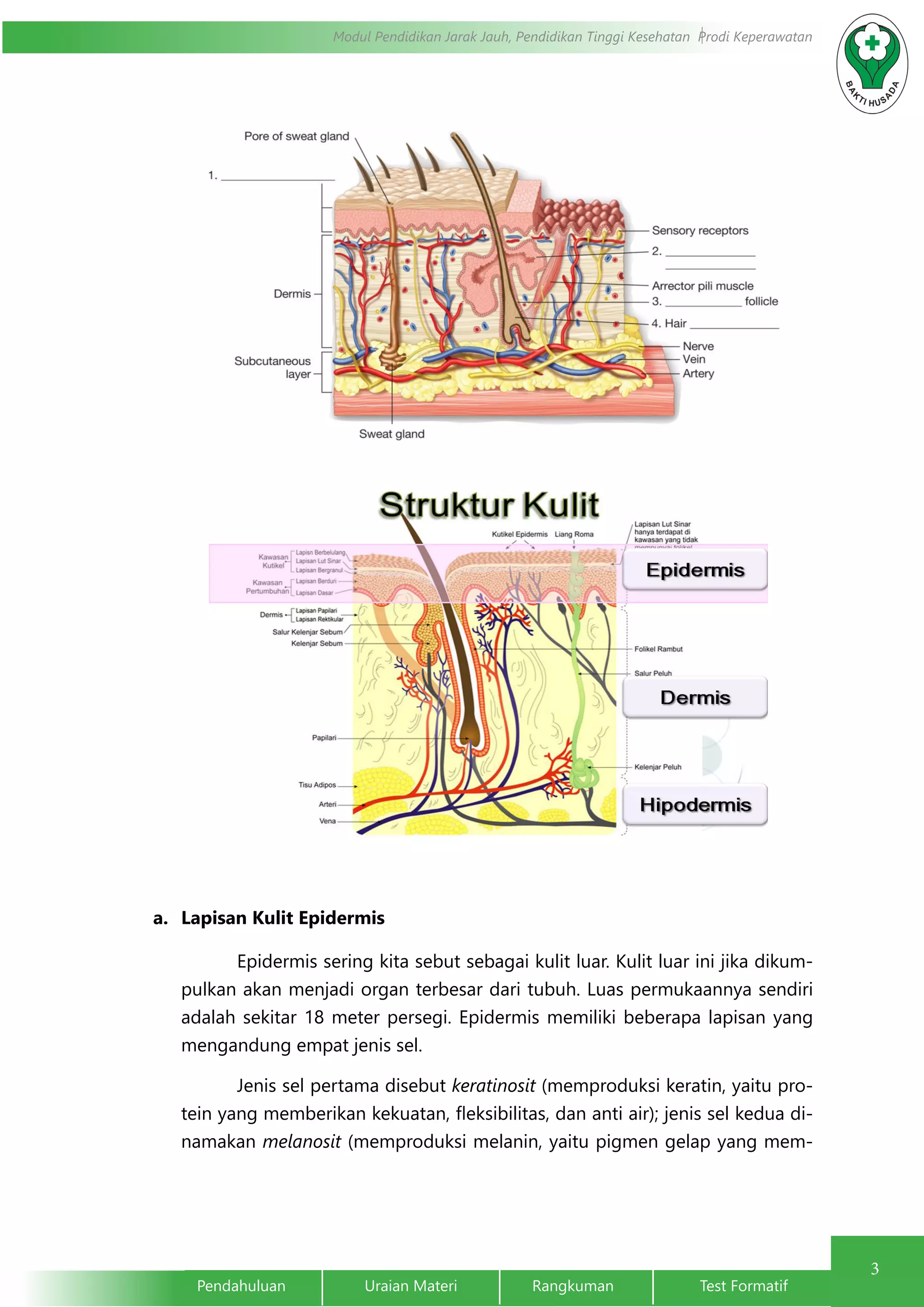 Anatomi Fisiologi Sistem Integumen dan Muskuloskeletal | PDF