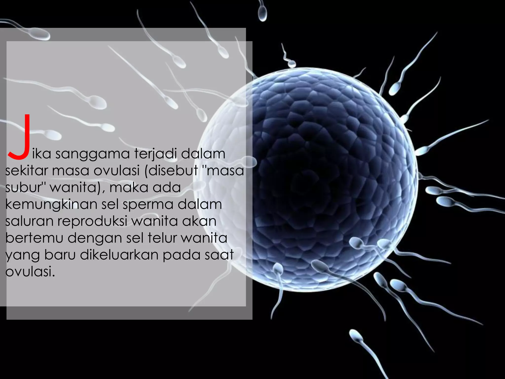 Proses terjadinya kehamilan | PPTX