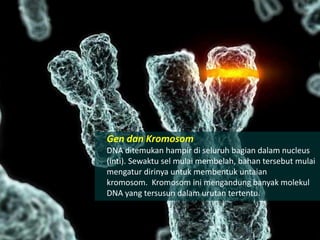 Kb 3 interaksi genetika dan lingkungan | PPTX