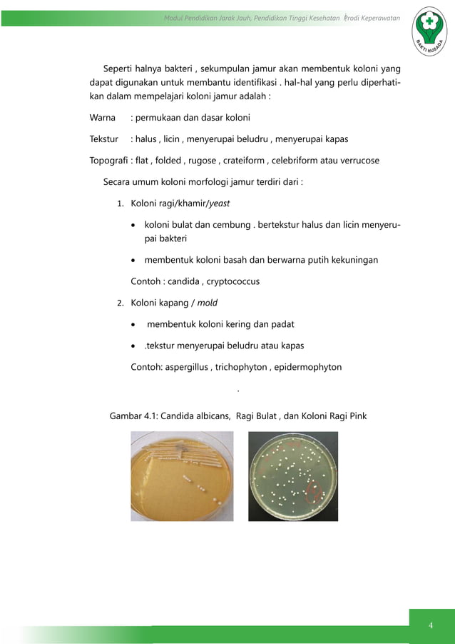 Morfologi Koloni, Pembiakan Bakteri Dan Jamur | PDF