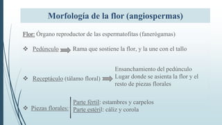 Estructura de la flor_MGomez | PPTX