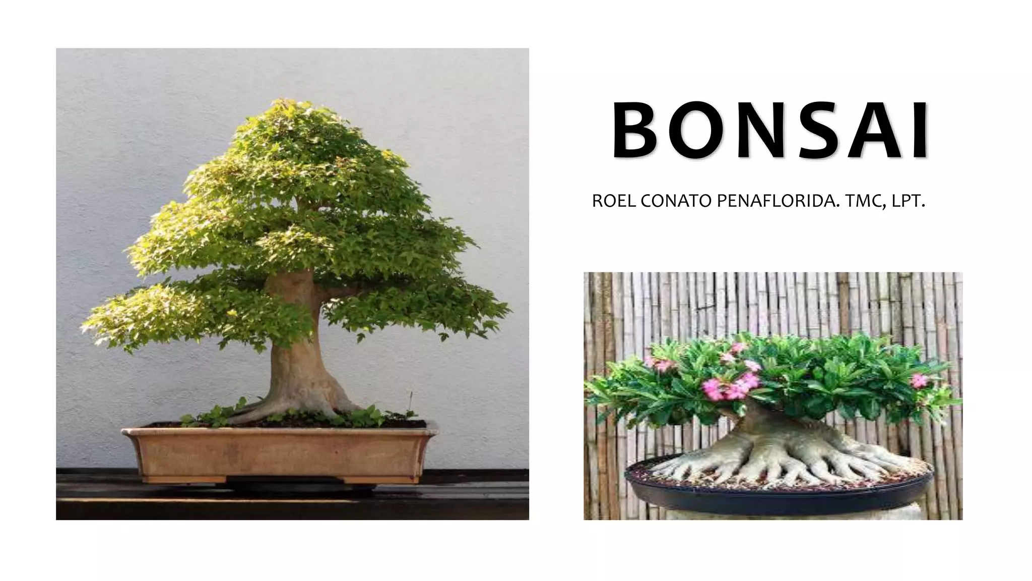 BONSAI_1O1_for beginners | PPTX