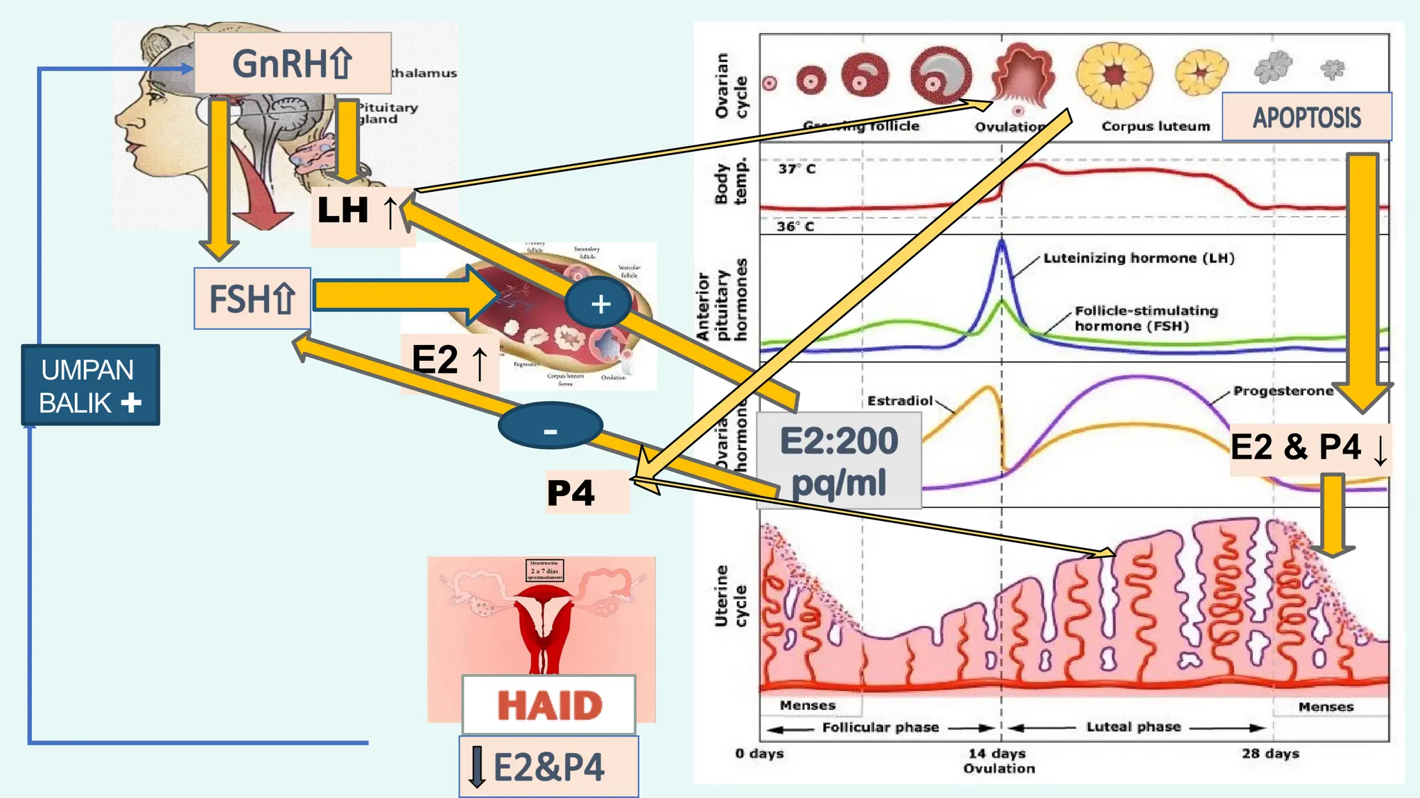 mengenai bermacam-macam jenis KB serta kontraindikasi penggunaan KB | PPTX