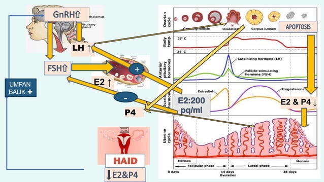 mengenai bermacam-macam jenis KB serta kontraindikasi penggunaan KB | PPTX