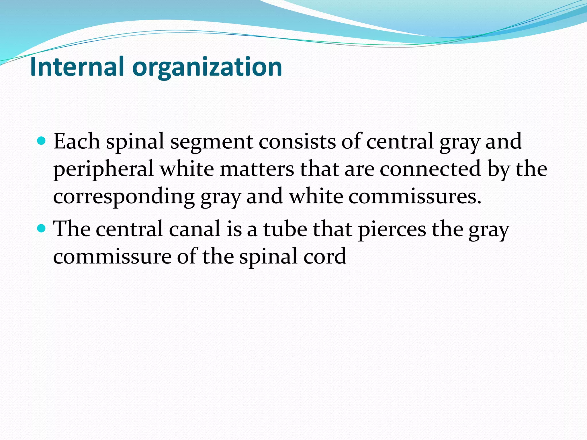 anatomy,physiology of spinal cord 7CSF | PPTX