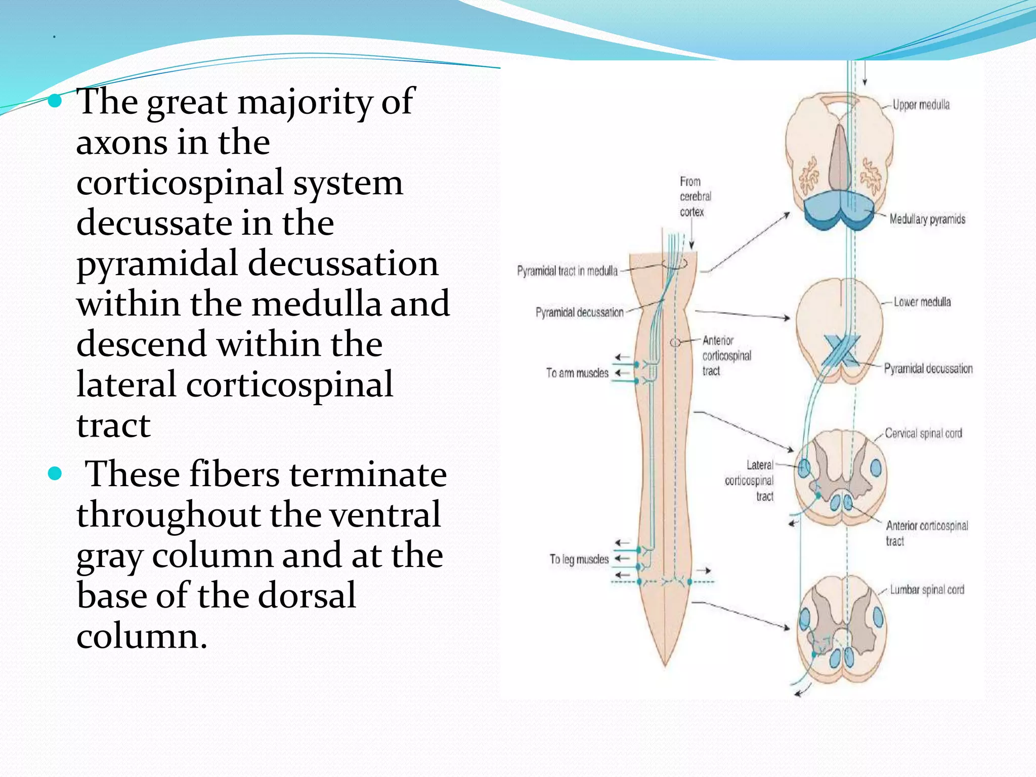 anatomy,physiology of spinal cord 7CSF | PPTX