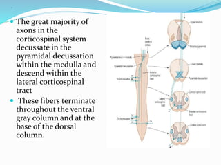 anatomy,physiology of spinal cord 7CSF | PPTX