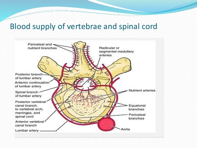 Spinal Vascular Anatomy