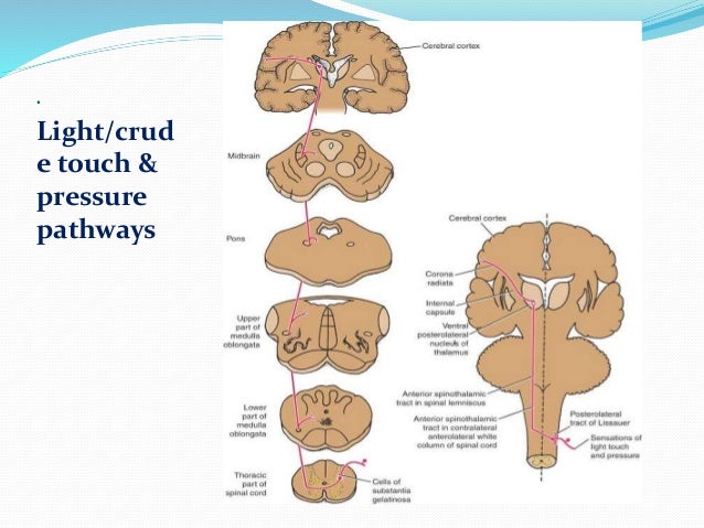 anatomy,physiology of spinal cord 7CSF