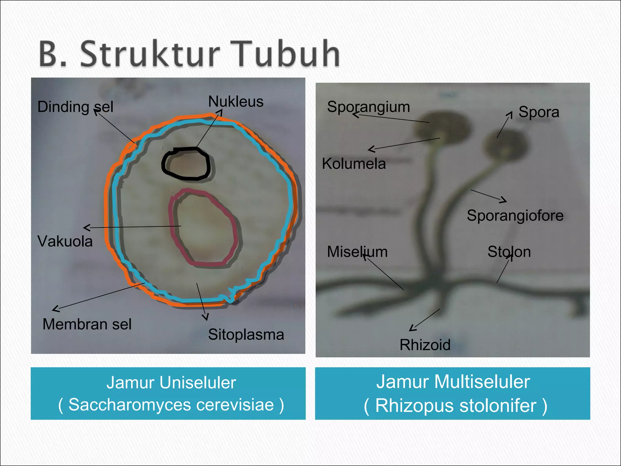 Kbm biologi fungi | PPT