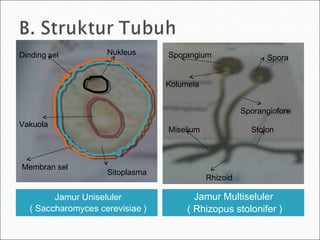 Kbm biologi fungi | PPT