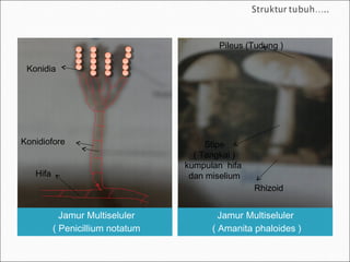 Kbm biologi fungi | PPT