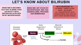jaundice - bilirubin metabolism, jaundice classification | PDF