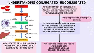 jaundice - bilirubin metabolism, jaundice classification | PDF