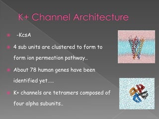 K+ channel modulators | PPT