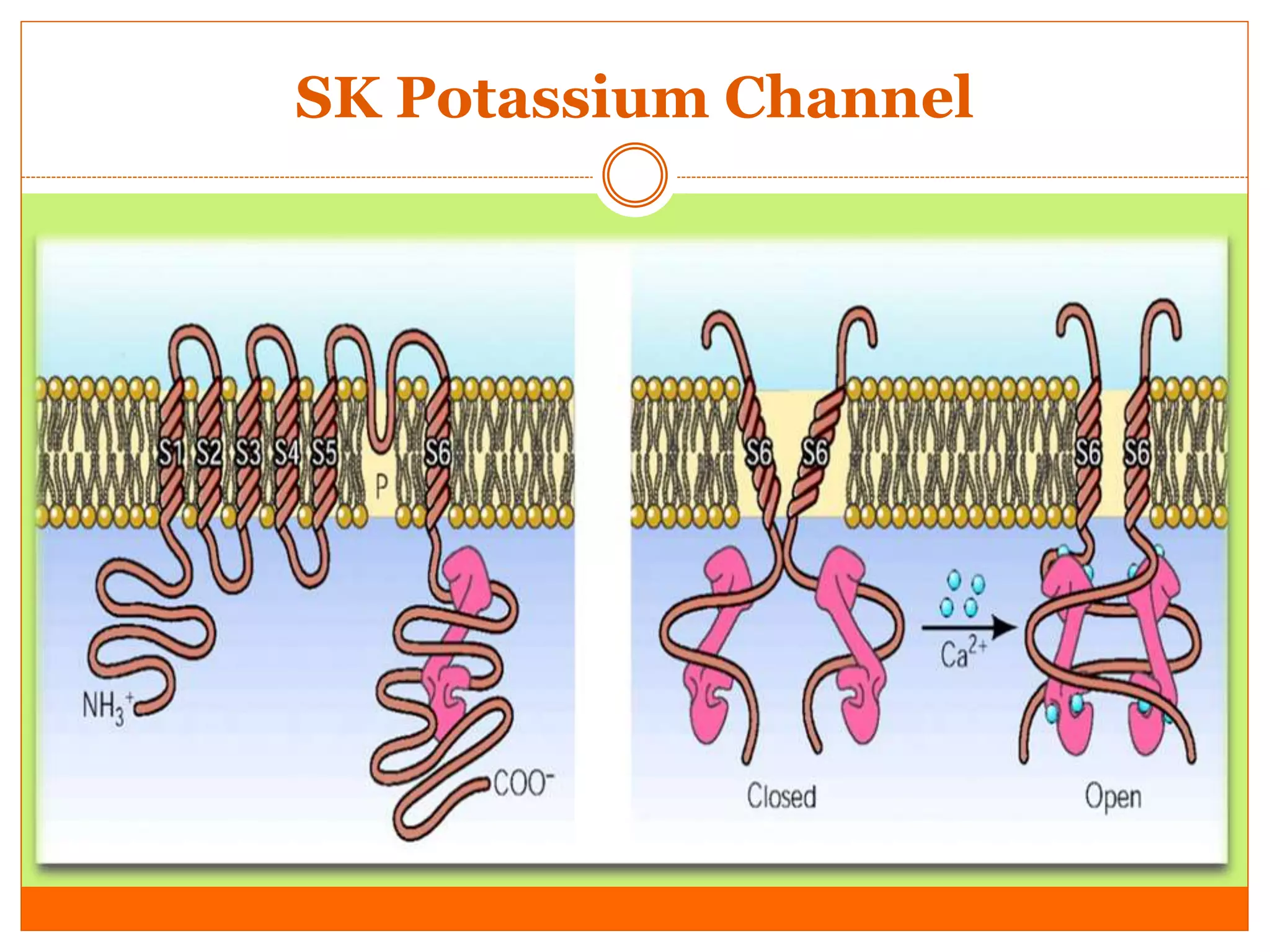 Potassium (K+) channels | PPTX | Chemistry | Science