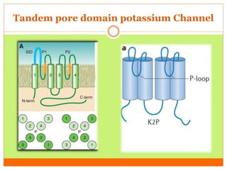 Potassium (K+) channels | PPTX