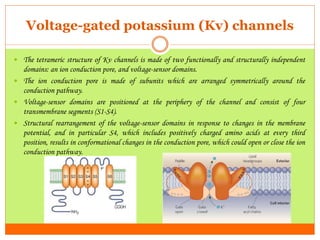 Potassium (K+) channels | PPTX