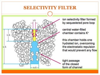 Potassium (K+) channels | PPTX