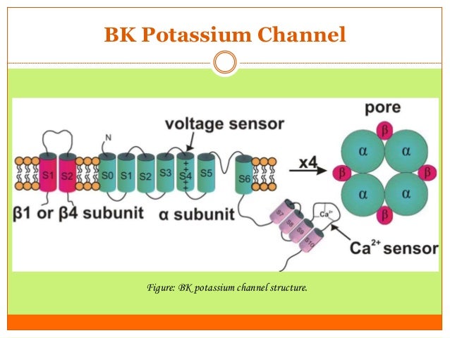 Potassium (K+) channels