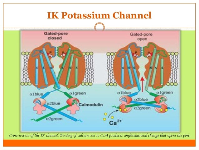Potassium (K+) channels