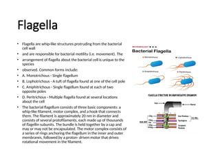 Share_Ultra_structure of a bacterial cell WPS_Office.pptx